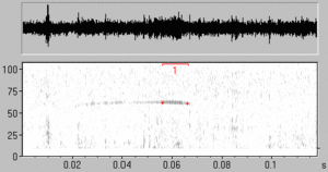 Measuring sound parameters from the spectrogram automatically - Avisoft ...