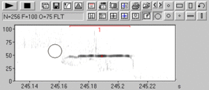 Measuring sound parameters from the spectrogram automatically - Avisoft Bioacoustics
